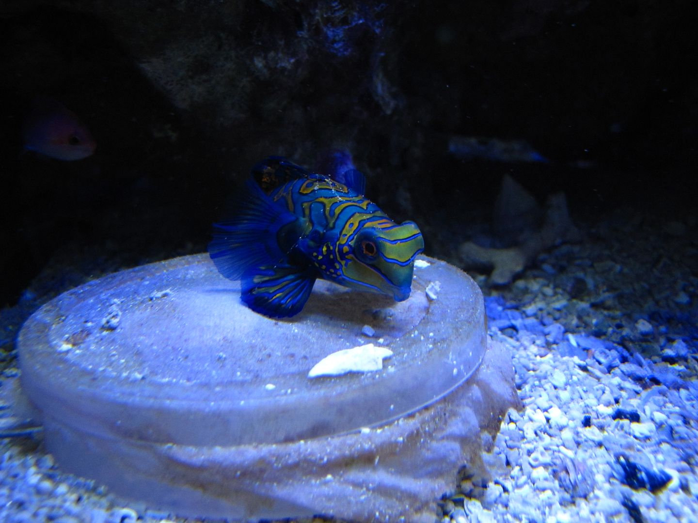 EMERGENCY - How do I know if my Mandarin is healthy or skinny? | Reef2Reef